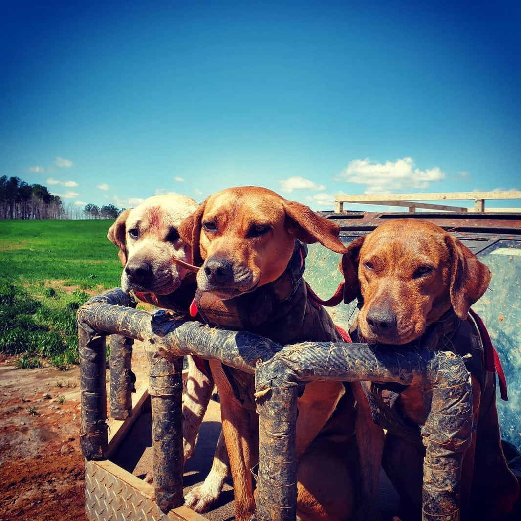 Hog Dog Supplies – Southern Cross Cut Gear
